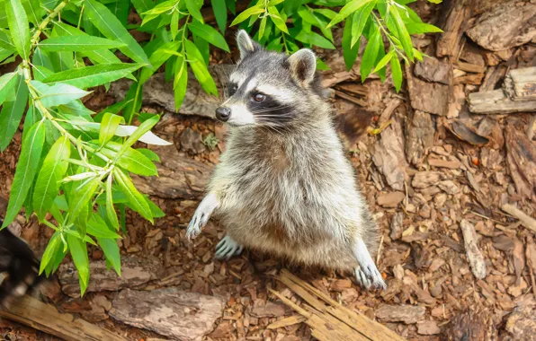 Wallpaper animal, foliage, legs, wool, raccoon, friendly, mooch for ...