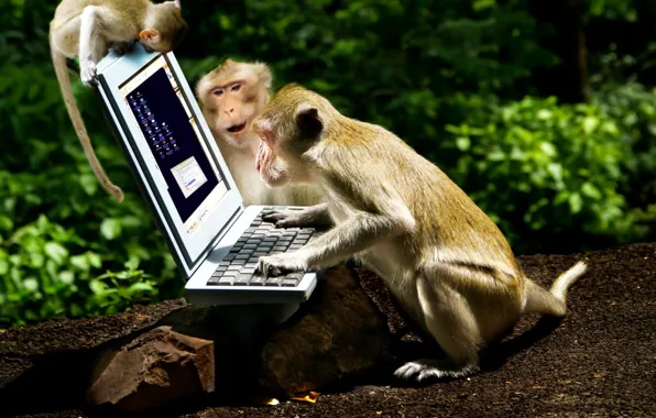 Wallpaper fun, Animal, Computer, Monkeys, Laptop images for desktop, section животные - download