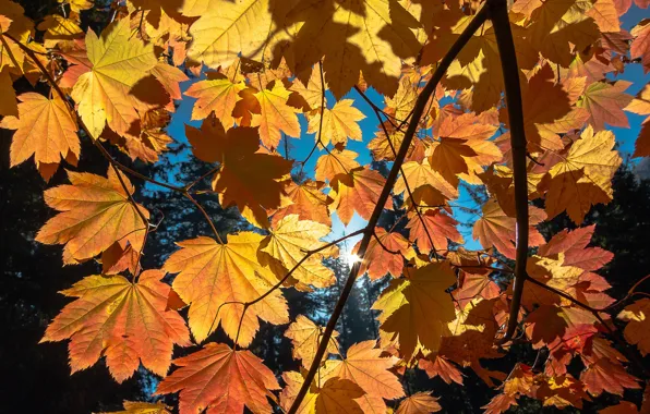 Wallpaper autumn, the sun, foliage, Autumn, sun, Foliage for mobile and ...