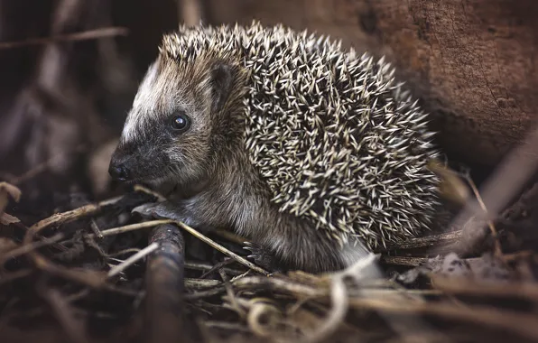 Download wallpaper nature, background, section animals in resolution ...