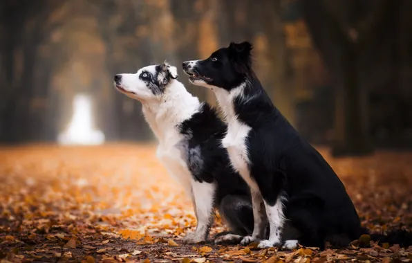 Wallpaper autumn, dogs, friends images for desktop, section собаки ...