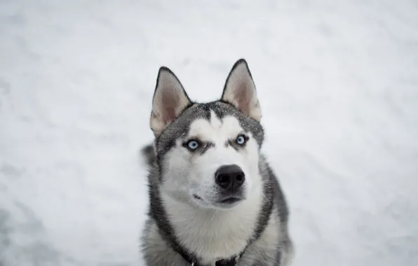 Download wallpaper winter, snow, dog, husky, section dog in resolution ...