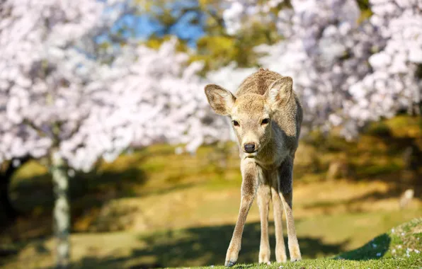 Wallpaper light, Park, spring, deer, cub, flowering, ROE, fawn for ...