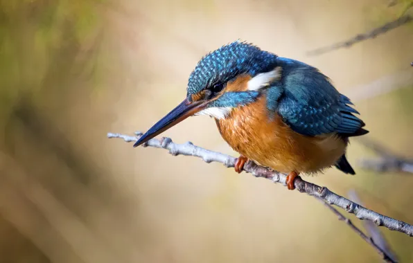 Wallpaper sprig, bird, Kingfisher for mobile and desktop, section ...