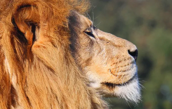 Wallpaper face, Leo, mane, profile for mobile and desktop, section ...