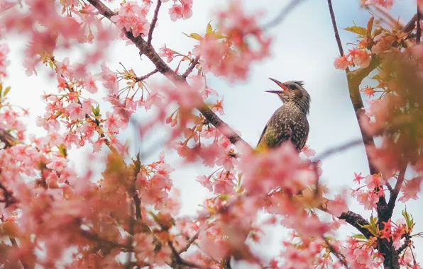 Wallpaper bird, Sakura, flowering for mobile and desktop, section ...