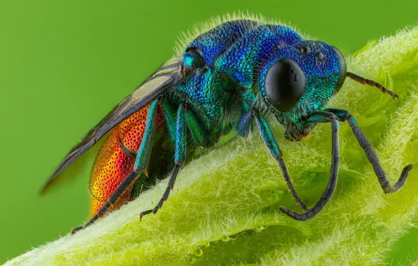 Wallpaper macro, green, background, leaf, OSA, insect, brilliant ...