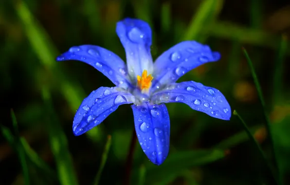 Wallpaper flower, blue, spring, blooming for mobile and desktop ...