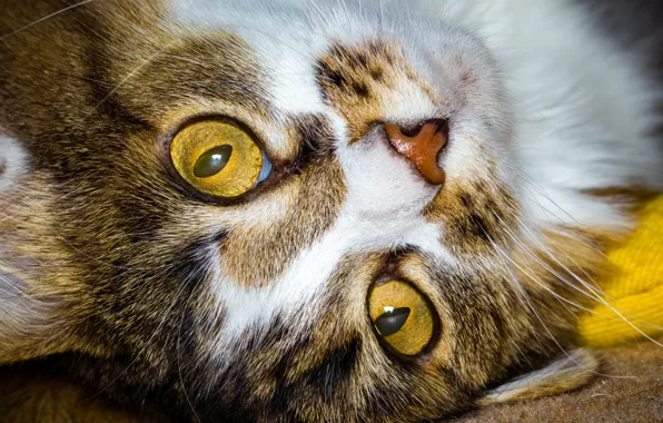 Download wallpaper cat, cat, look, pose, face, section cats in ...