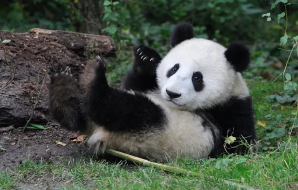 Wallpaper baby, bear, Panda for mobile and desktop, section животные ...