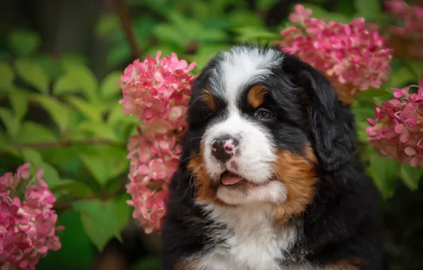Wallpaper flowers, nature, baby, puppy, hydrangea for mobile and ...