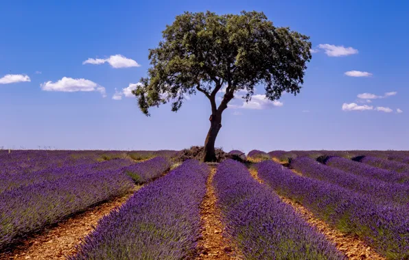 Download wallpaper tree, lavender, lavender field, section landscapes ...