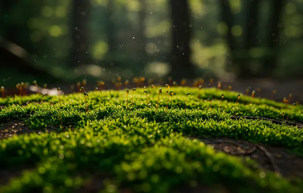 Wallpaper forest, macro, moss for mobile and desktop, section макро ...