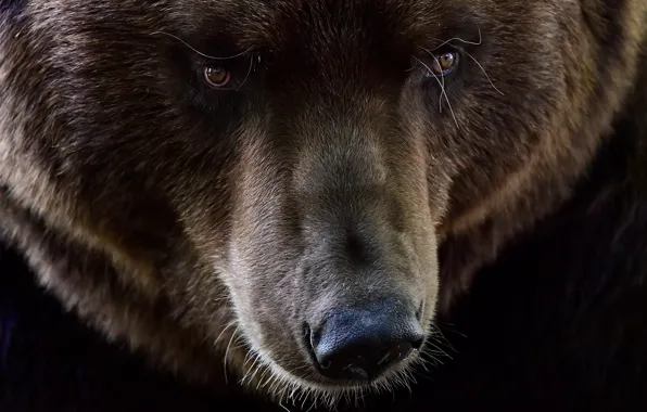 Wallpaper face, bear, beast images for desktop, section животные - download