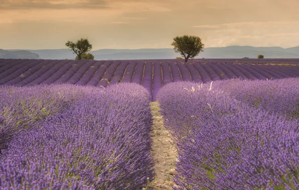 Wallpaper the sky, trees, flowers, path, lavender, plantation, lavender ...