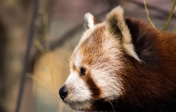 Download wallpaper look, face, background, portrait, profile, red Panda ...