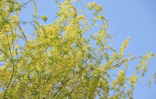 Wallpaper spring, blooms, IVA, spring 2018, mamala © for mobile and ...