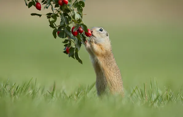 Wallpaper branches, berries, gopher, stand for mobile and desktop ...