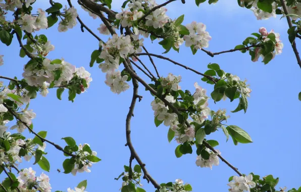 Wallpaper the sky, flowers, branches, Apple, spring 2018, Mamala © for ...