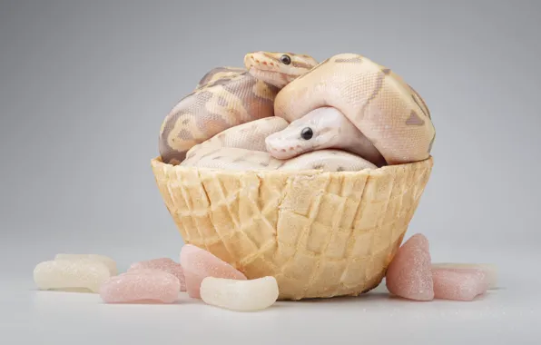 Wallpaper snakes, snake, still life, marmalade, cubs, pythons for ...