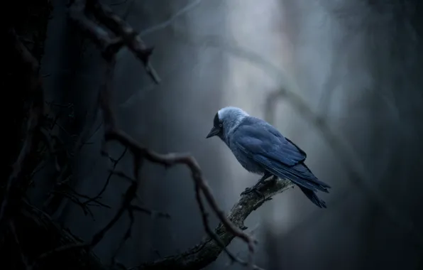 Wallpaper bird, bokeh, Jackdaw for mobile and desktop, section животные ...