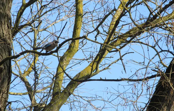Wallpaper the sky, trees, branches, bird, Jay, spring 2018, Mamala ...