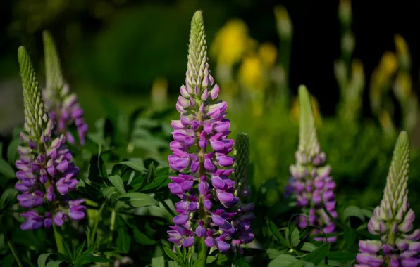 Download wallpaper purple, summer, Lupin, section flowers in resolution ...