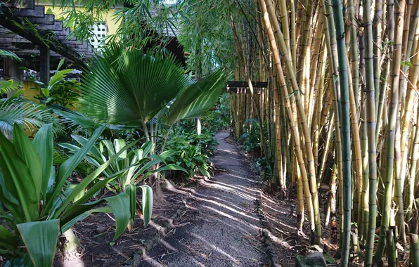 Wallpaper Suriname wallpapers, Jacana wellness resort Suriname, Bamboo ...