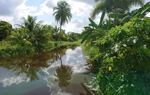 Wallpaper Plantage in Suriname, Nature in Sutiname, Spieringshoek ...