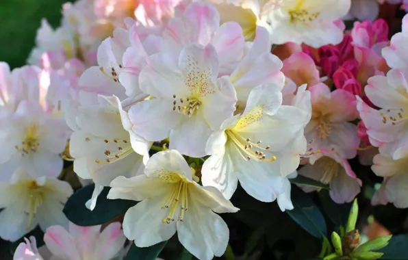 Wallpaper macro, pink, Azalea, rhododendrons for mobile and desktop ...