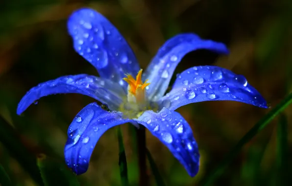Wallpaper flower, blue, spring, blooming for mobile and desktop ...