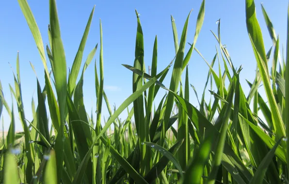 Wallpaper the sky, grass, spring 2018, Mamala © for mobile and desktop ...