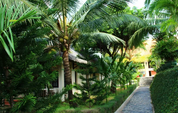 Download wallpaper Nature, Palm trees, Plants, Nature, Vietnam, Vietnam ...