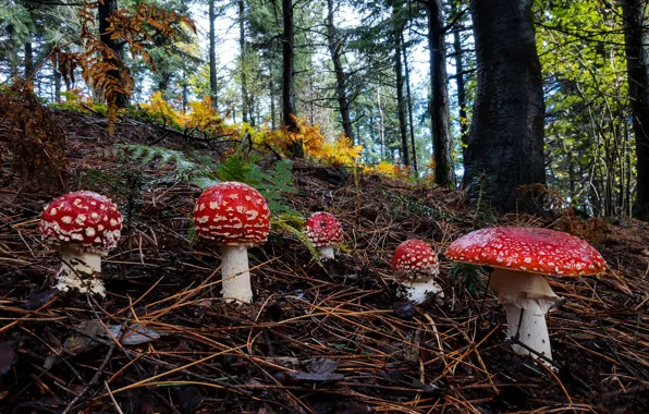 Wallpaper autumn, forest, trees, mushrooms, slope, Amanita, family for ...