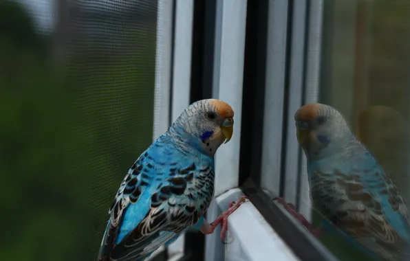 Download wallpaper animals, birds, bird, section animals in resolution ...