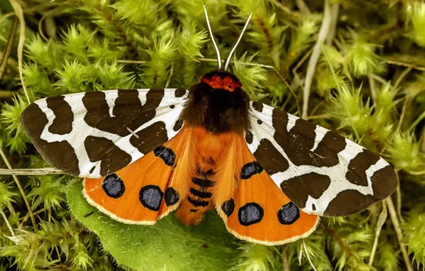 Wallpaper moth, garden tiger, great tiger moth for mobile and desktop ...