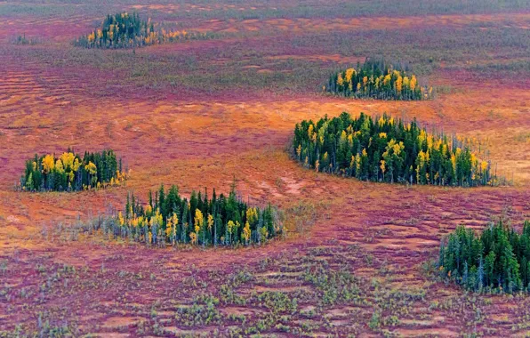 Wallpaper autumn, trees, Russia, island, East Siberian taiga for mobile ...