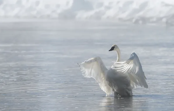 Wallpaper nature, bird, Swan for mobile and desktop, section животные ...