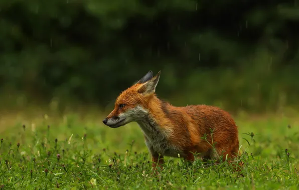 Download wallpaper greens, pose, rain, glade, wet, Fox, profile ...