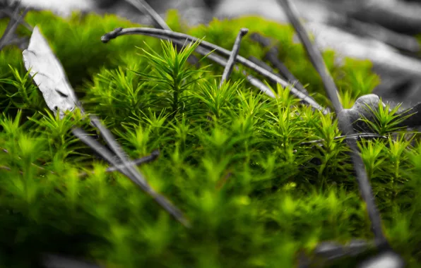 Wallpaper green, forest, winter, moss, droplets, Lush for mobile and ...