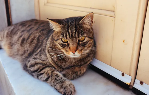 Wallpaper eyes, cat, look, Kote for mobile and desktop, section кошки ...
