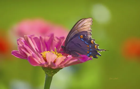 Wallpaper flower, macro, butterfly images for desktop, section животные ...