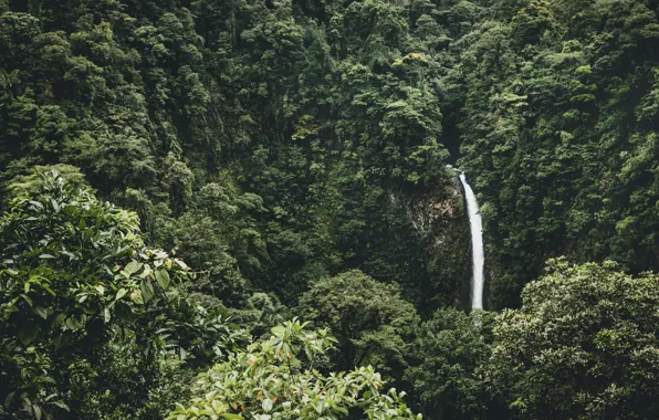 Wallpaper Jungle, Wood, Tree, Waterfall, Natur for mobile and desktop ...