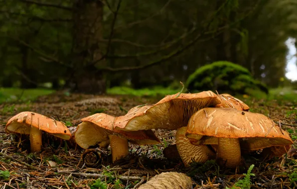 Download wallpaper forest, nature, mushrooms, family, section nature in ...