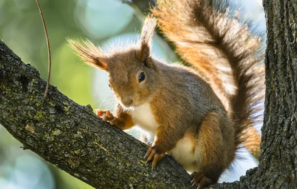 Download wallpaper look, light, close-up, pose, tree, portrait, protein ...