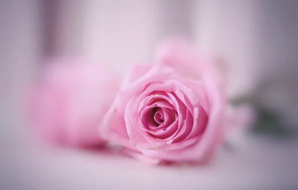 Wallpaper flower, background, rose for mobile and desktop, section ...
