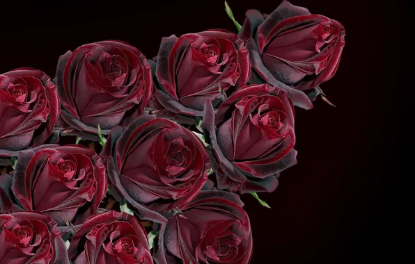 Download wallpaper roses, bunch, bouquette of roses, section flowers in ...