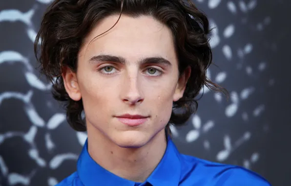 Wallpaper look, portrait, actor, Timothy Salame, Timothée Chalamet for ...