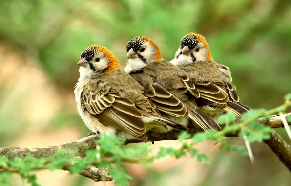 Wallpaper birds, nature, trio for mobile and desktop, section животные ...