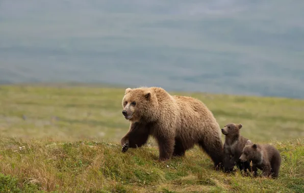 Wallpaper nature, bears, bear, walk, bears, bear, the three bears for ...